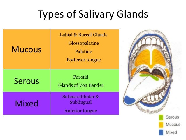 Imaging of salivary gland tumours