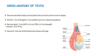 imaging of scrotum [Repaired] [Repaired].pptx