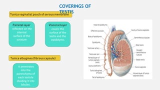 imaging of scrotum [Repaired] [Repaired].pptx