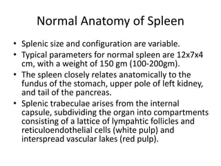 Spleen Normal Size