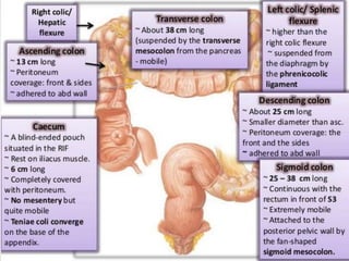 Colon Centimeters