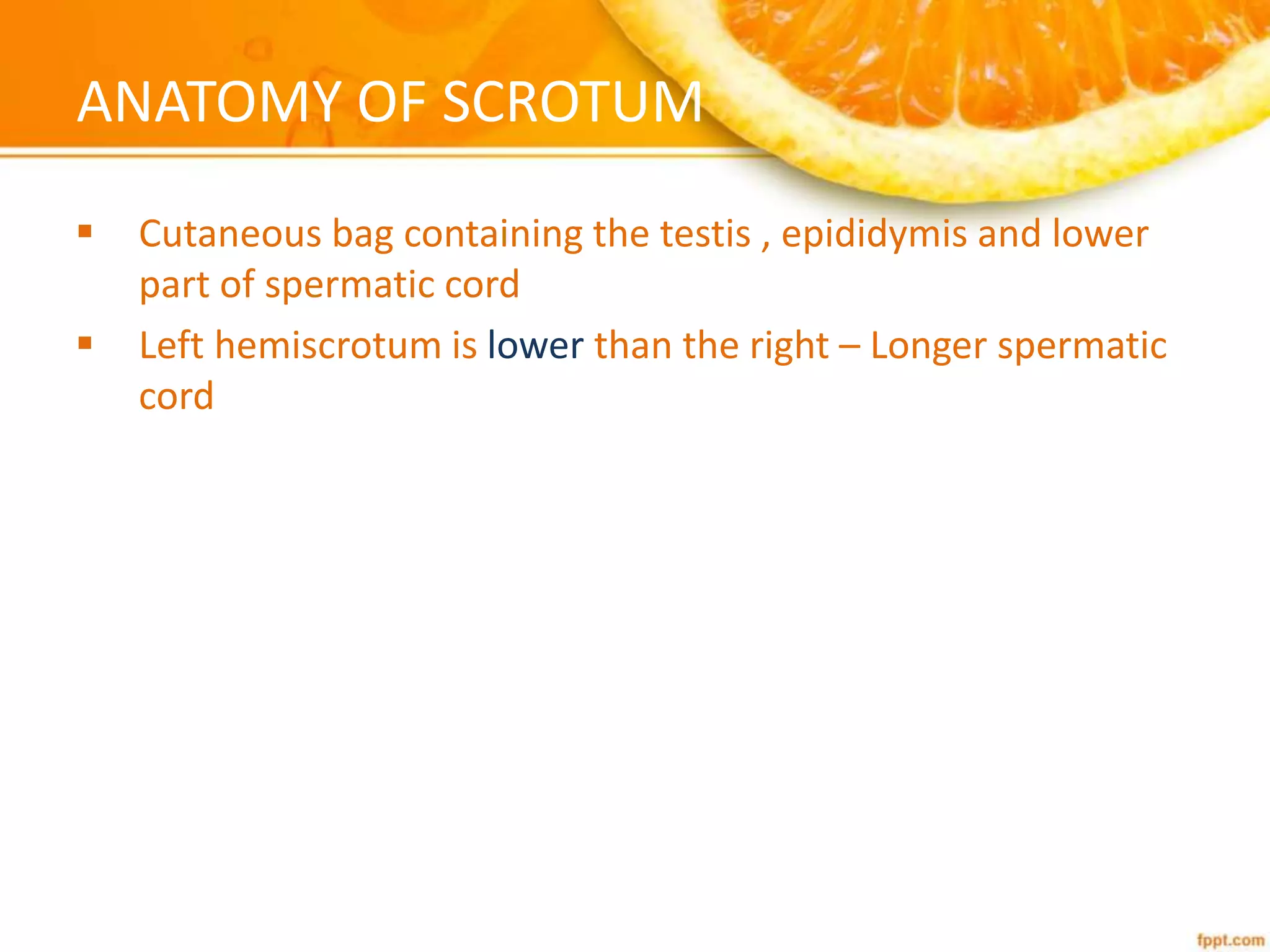 Imaging of the scrotum | PPTX