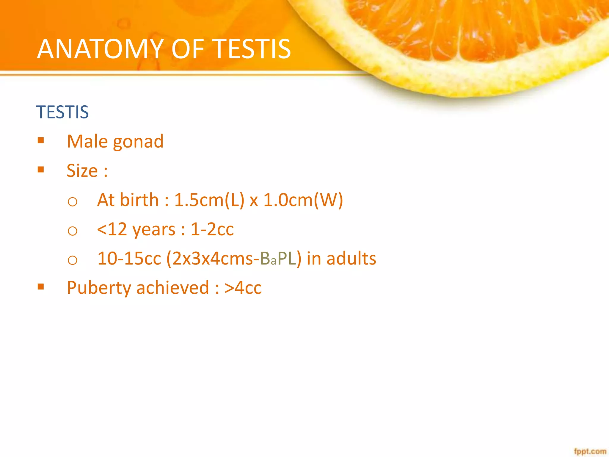 Imaging of the scrotum | PPTX