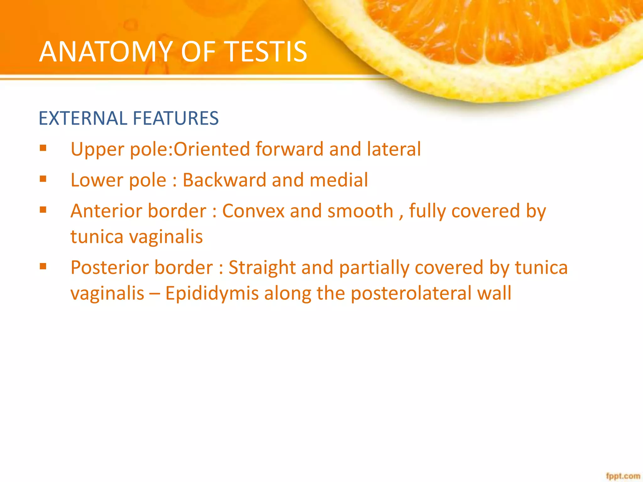 Imaging of the scrotum | PPTX