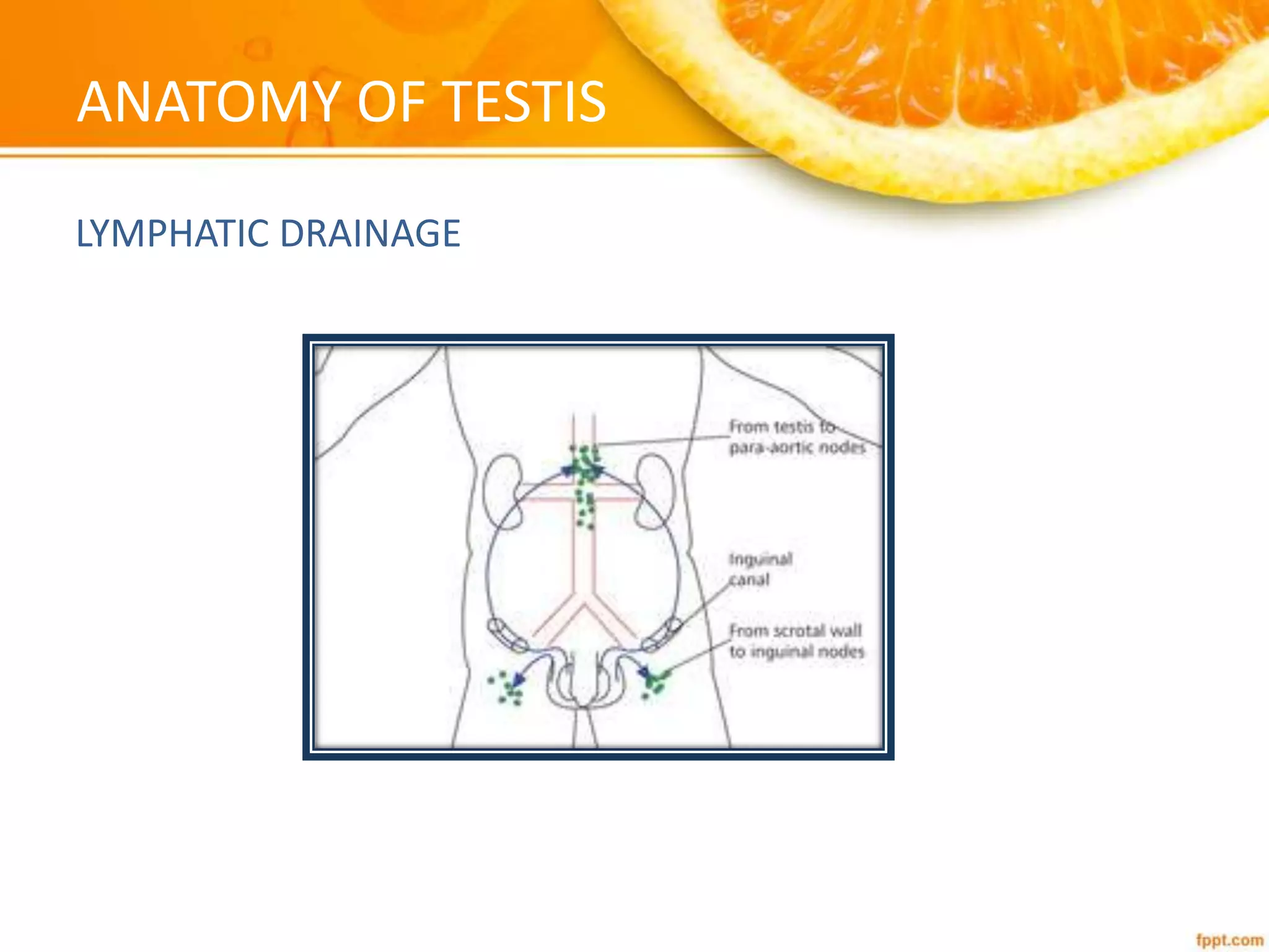 Imaging of the scrotum | PPTX