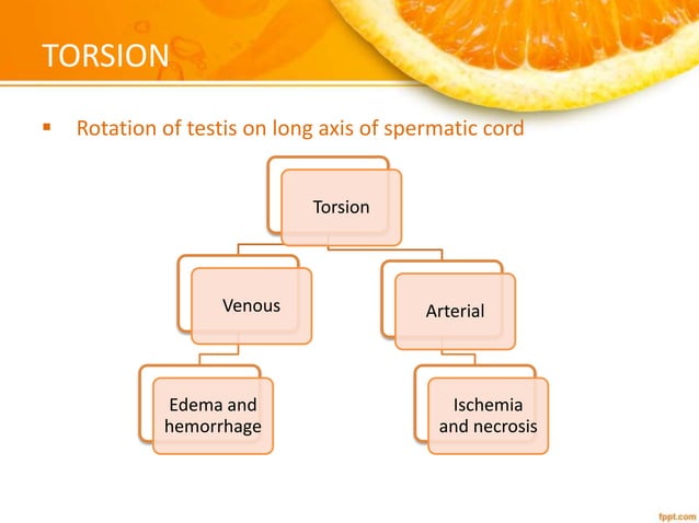 Imaging of the scrotum | PPTX