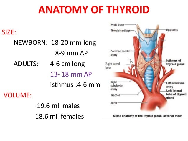 Imaging of the thyroid