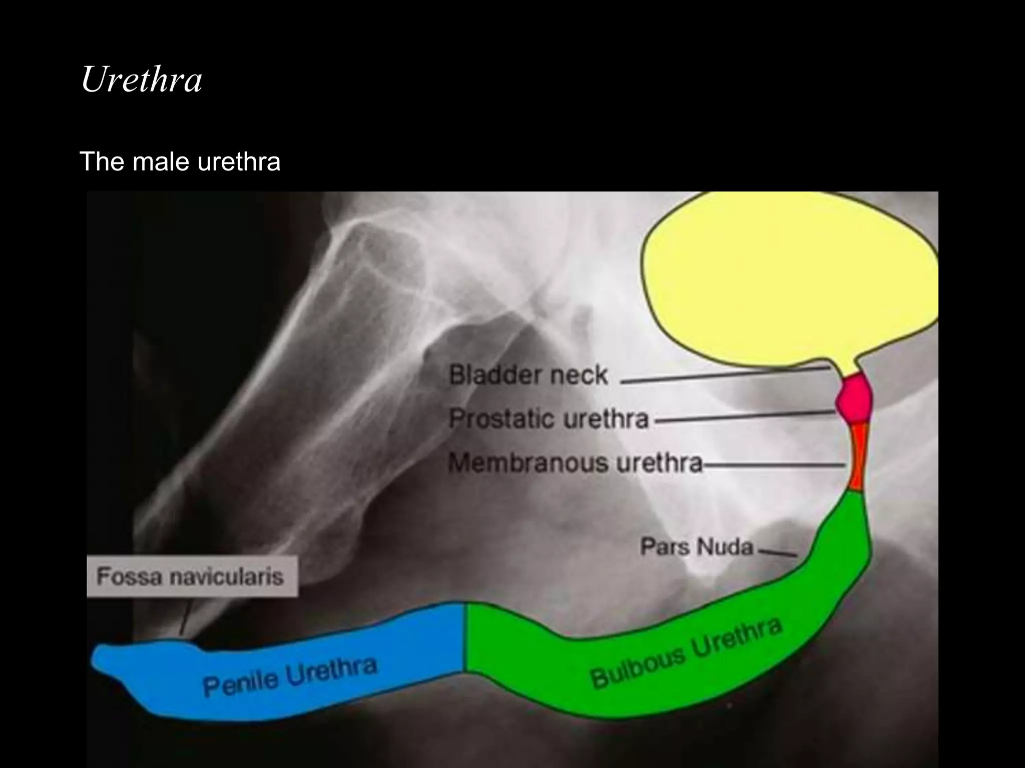 Imaging of urinary bladder and urethra | PPTX
