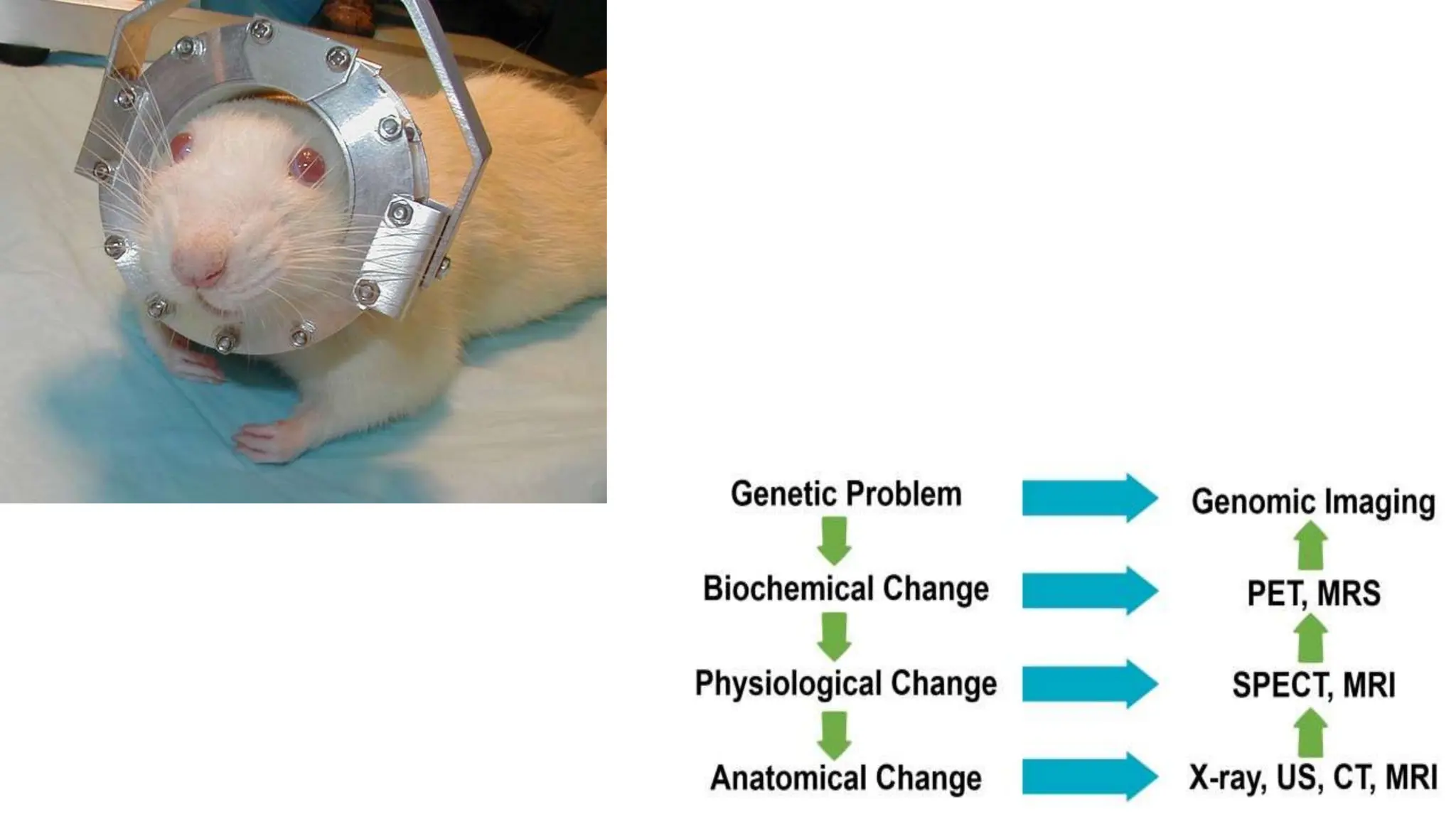 Imaging Techniques in Pharmacology MAIN.pptx