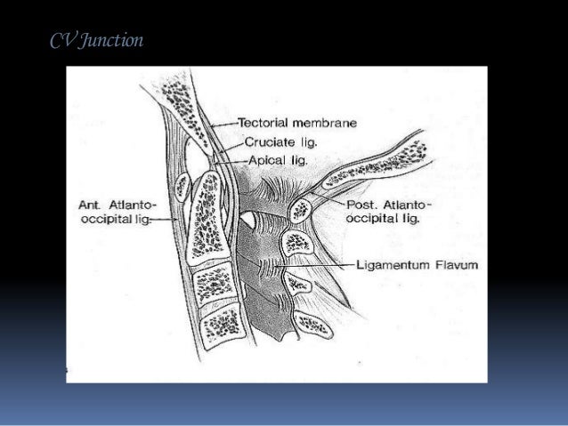 Imaging the cv junction.part 1. himadri s das