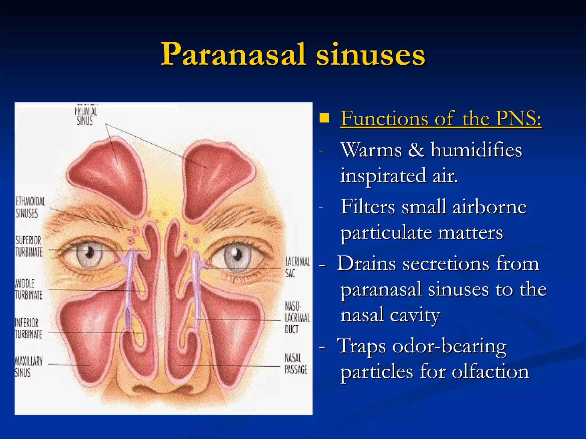 Imaging The Paranasal Sinuses. Iria 2008 | PPT