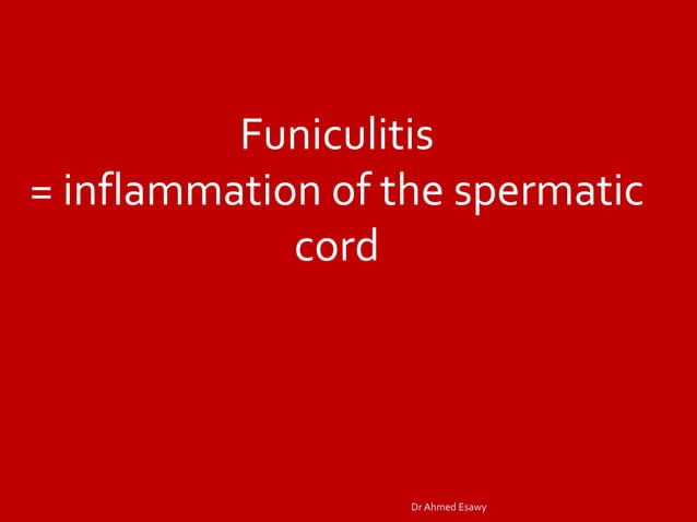 Imaging vastitis differentitis funiculitis seminal vesiculitis Dr Ahmed ...