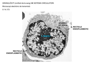 Imatges cèl·lules | PPT