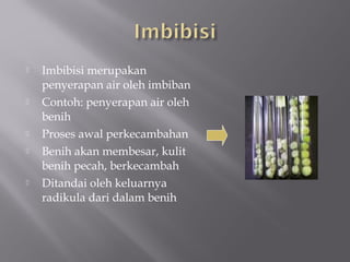 Imbisisi | PPT