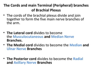 Anatomy of Brachial Plexus (by Murtaza Syed AKUH Karachi) | PPT