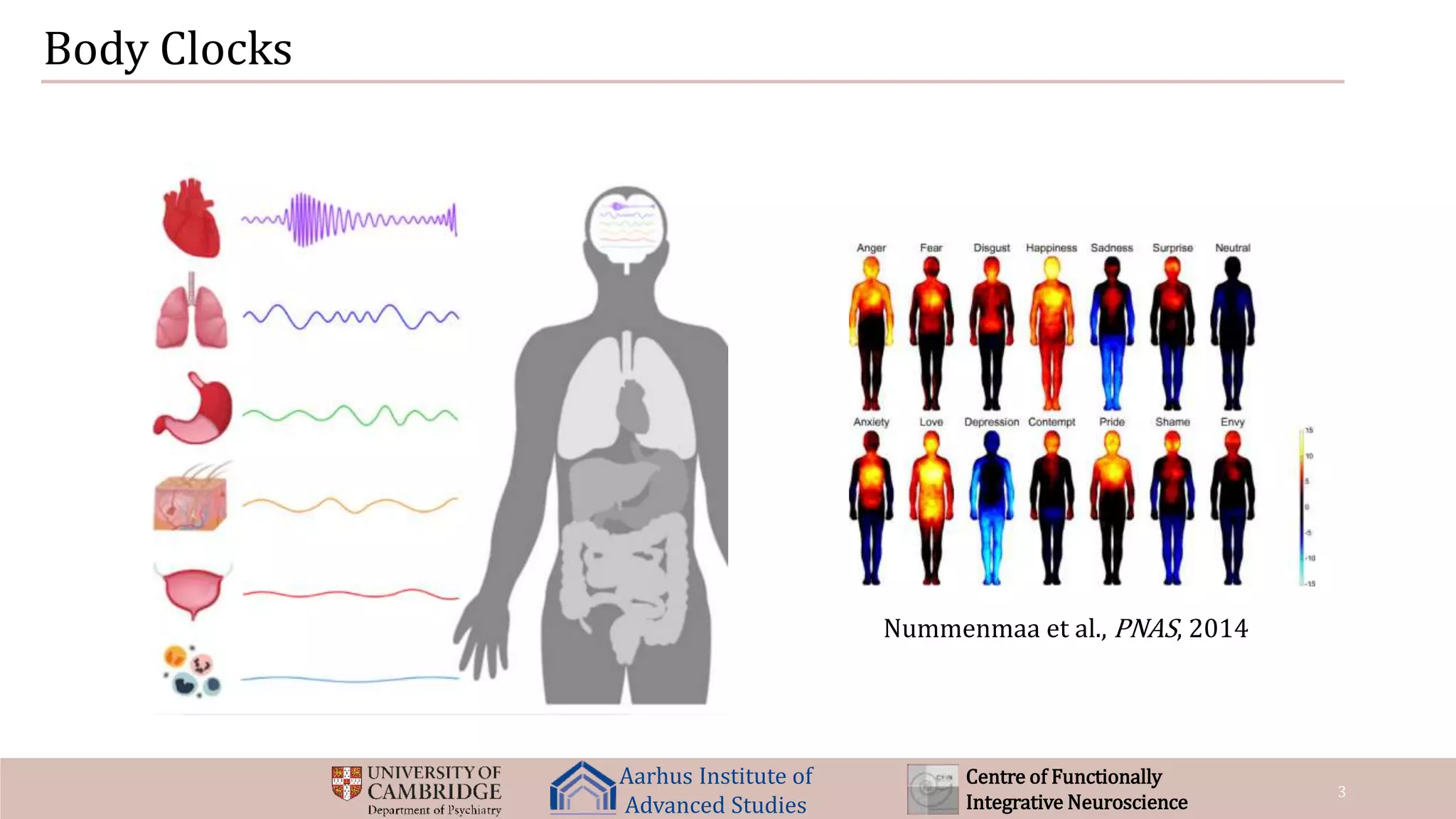 The Cognitive Neuroscience of Brain Body Interaction | PPT