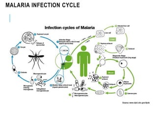 Imci lecture 3 | PPTX