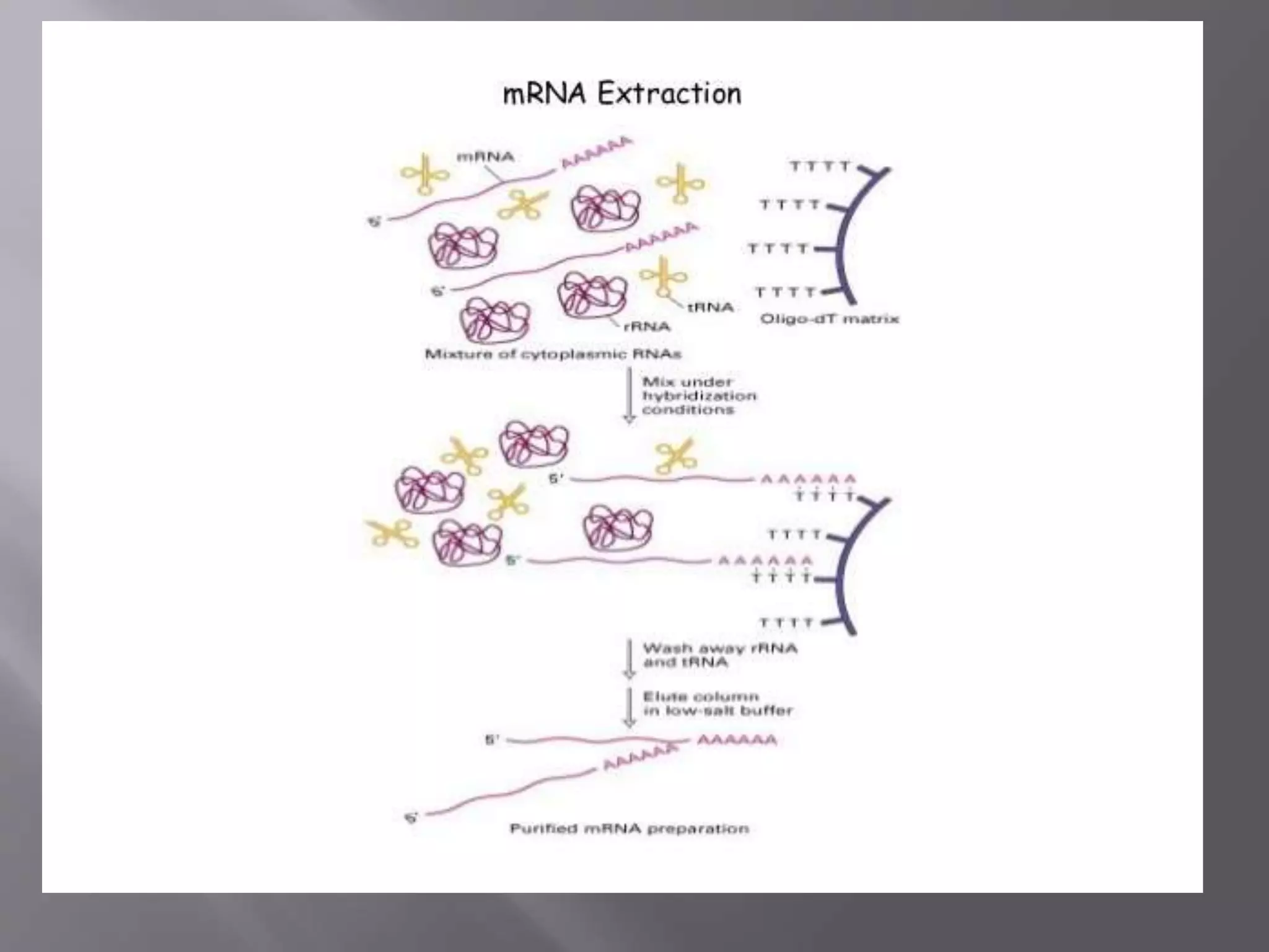 RNA ISOLATION AND cDNA PREPARATION | PPTX