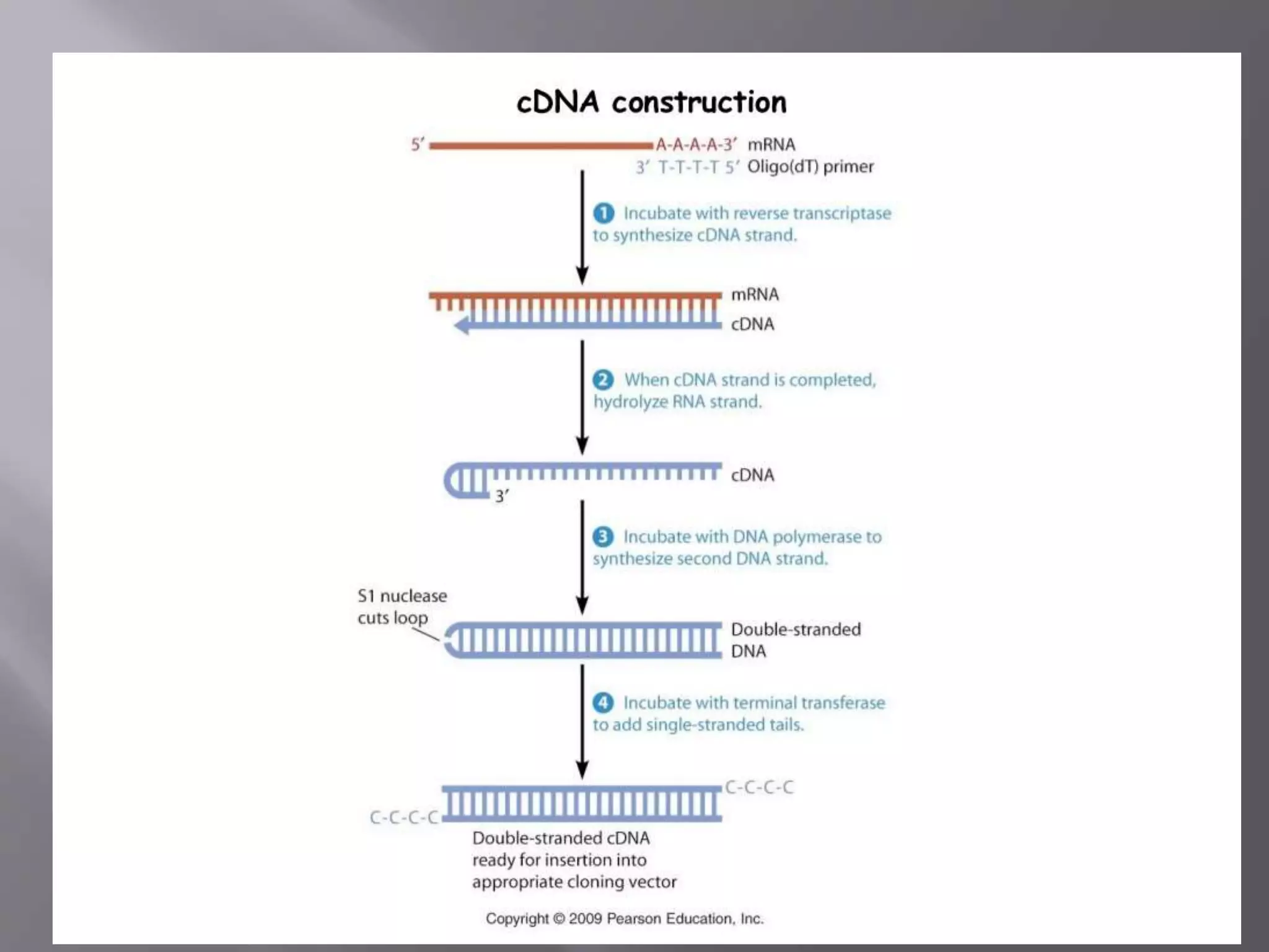 RNA ISOLATION AND cDNA PREPARATION | PPTX