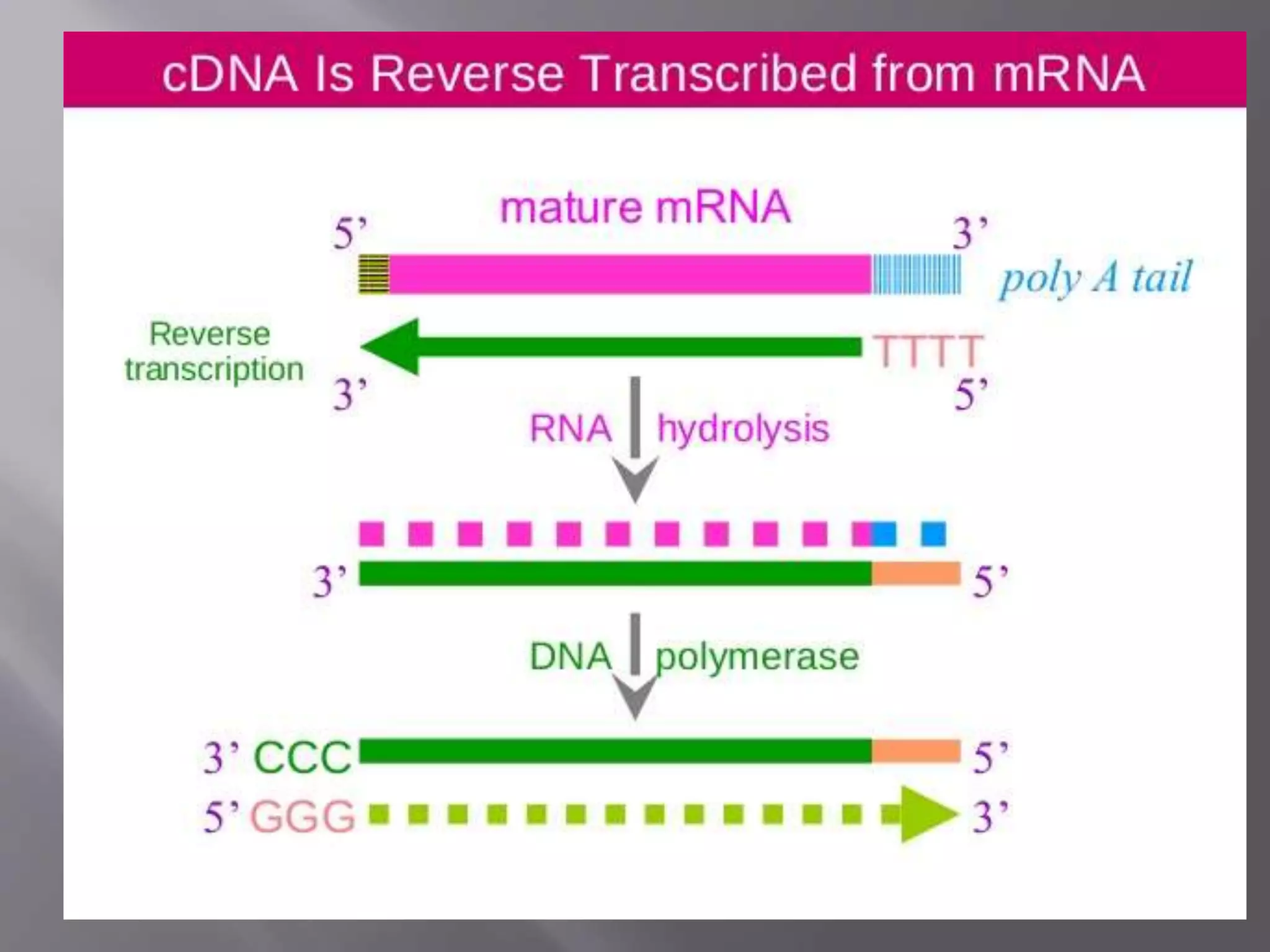 RNA ISOLATION AND cDNA PREPARATION | PPTX