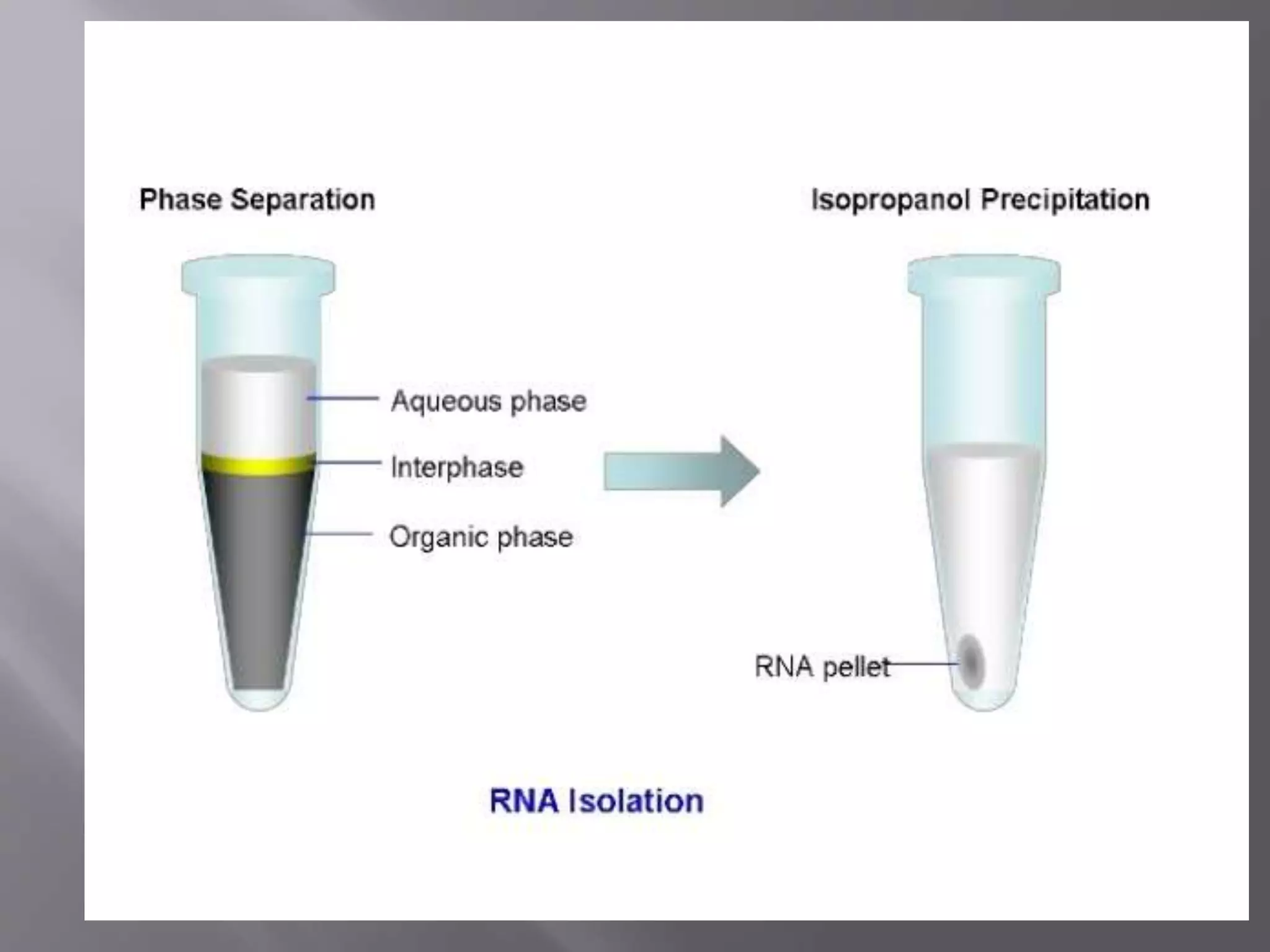 RNA ISOLATION AND cDNA PREPARATION | PPTX