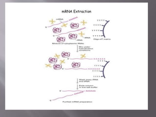 RNA ISOLATION AND cDNA PREPARATION | PPTX
