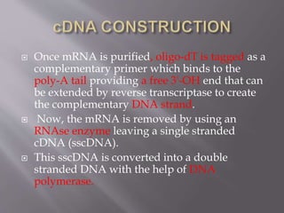RNA ISOLATION AND cDNA PREPARATION | PPTX