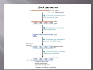 RNA ISOLATION AND cDNA PREPARATION | PPTX