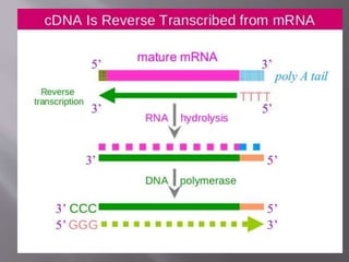 RNA ISOLATION AND cDNA PREPARATION | PPTX