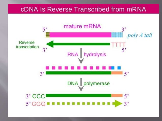 RNA ISOLATION AND cDNA PREPARATION | PPTX