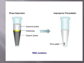 RNA ISOLATION AND cDNA PREPARATION | PPTX