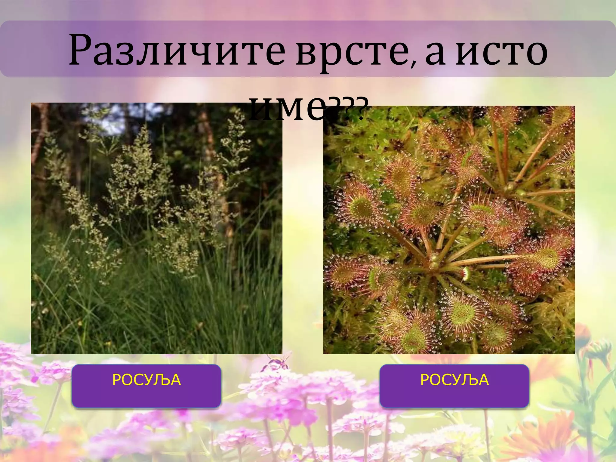 Kako biljke dobijaju imena | PPTX