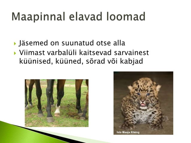 Imetajate tunnused | PPT