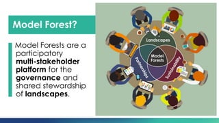 Model Forests. A foundational path to biodiversity conservation | PDF