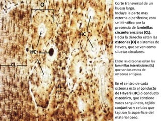 Imagenes histologicas cartilago, hueso y sangre | PPTX