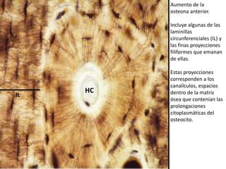 Imagenes histologicas cartilago, hueso y sangre | PPTX