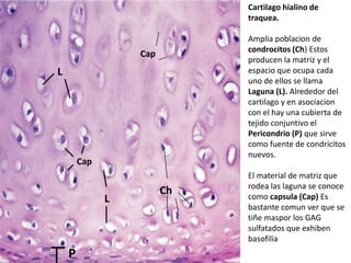 Imagenes histologicas cartilago, hueso y sangre | PPTX