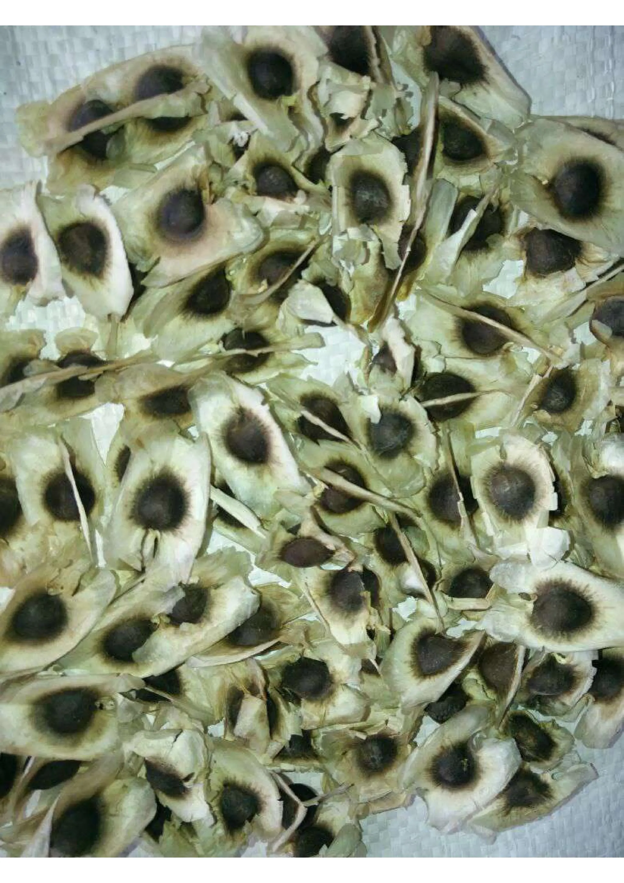 Organic Moringa (oleifera ) seeds with wings.. | PDF