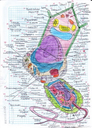 Celula mutante | PDF