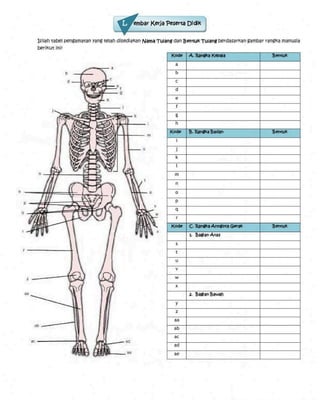 LKPD Rangka Tubuh Manusia | PDF