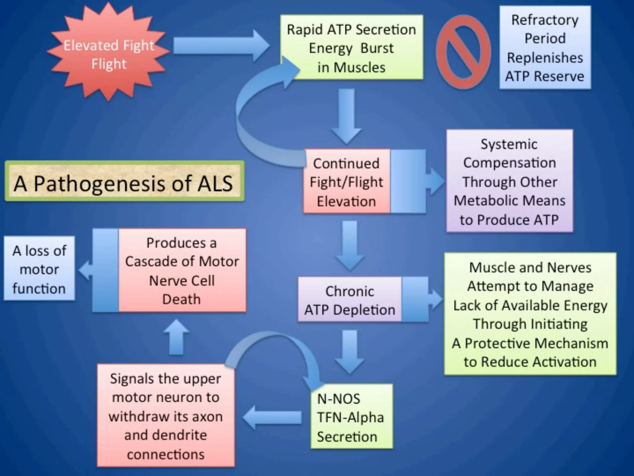 ALS: Regulation model of amyotrophic lateral sclerosis | PPT