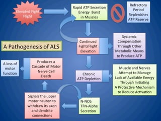 ALS: Regulation model of amyotrophic lateral sclerosis | PPT