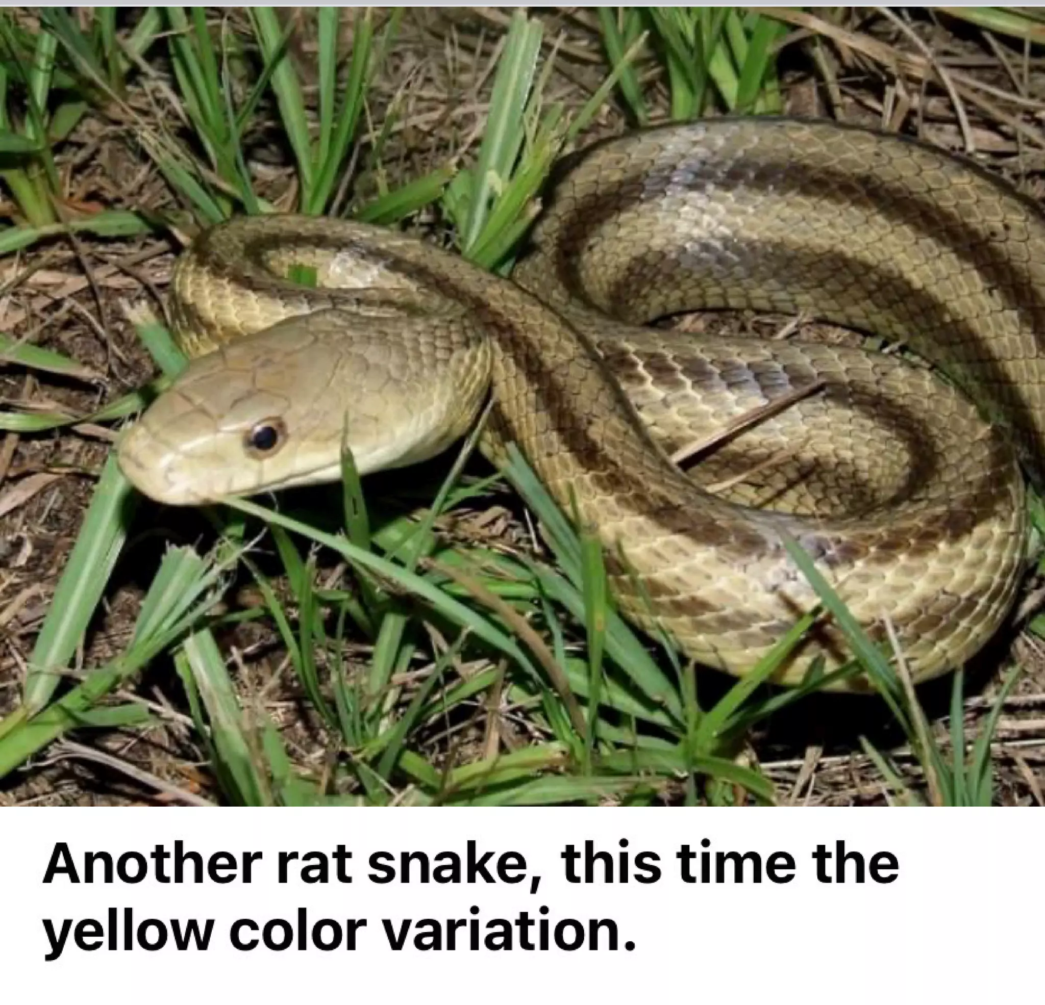 rat snake | PPT