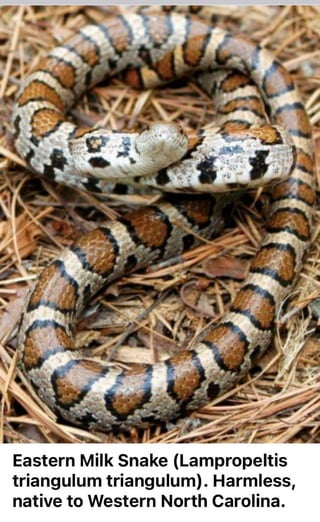 Eastern Milk Snake | PDF | Reptiles | Pets