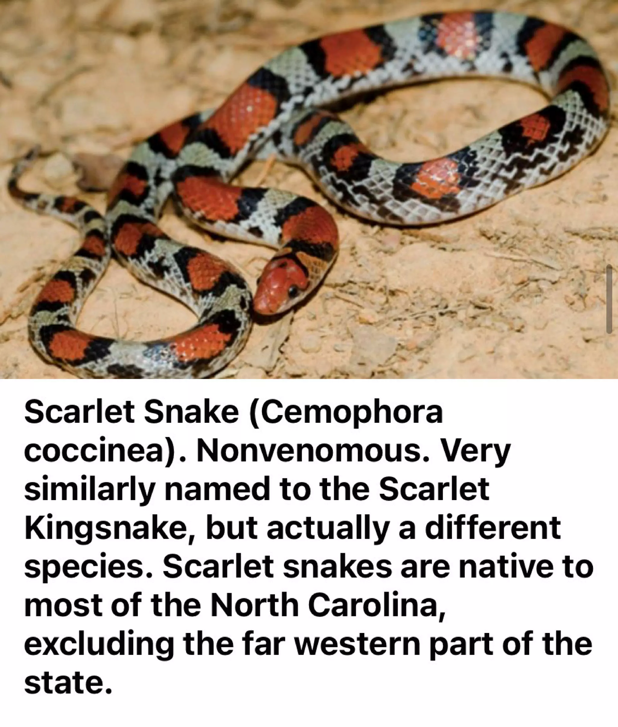 Scarlet Snake | PDF | Reptiles | Pets