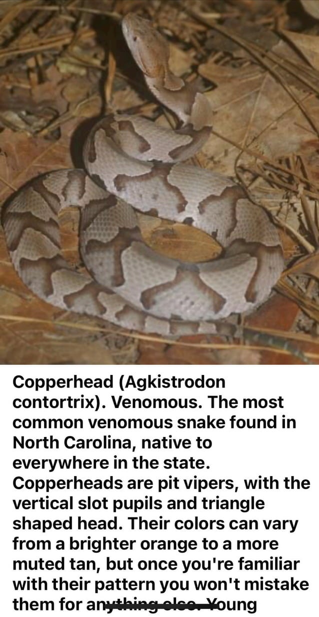 Copperhead | PDF | Free Download