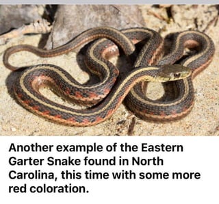 Eastern Garter Snake | PDF