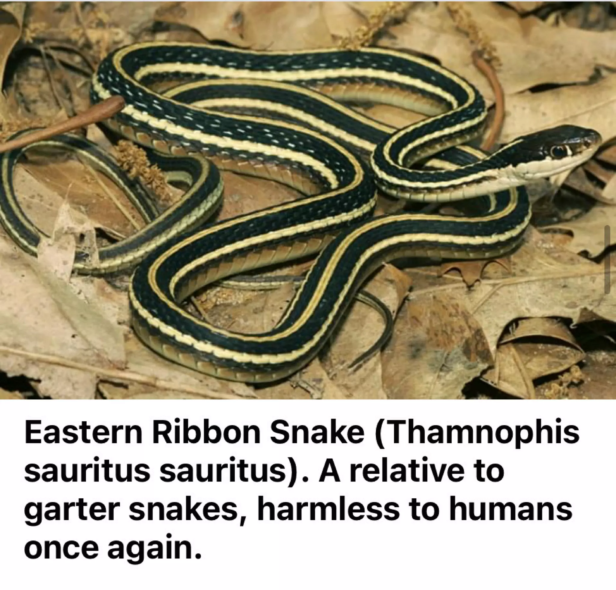 Eastern Ribbon Snake | PDF