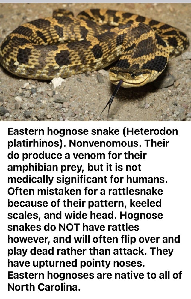 Eastern Hognose Snake Venom