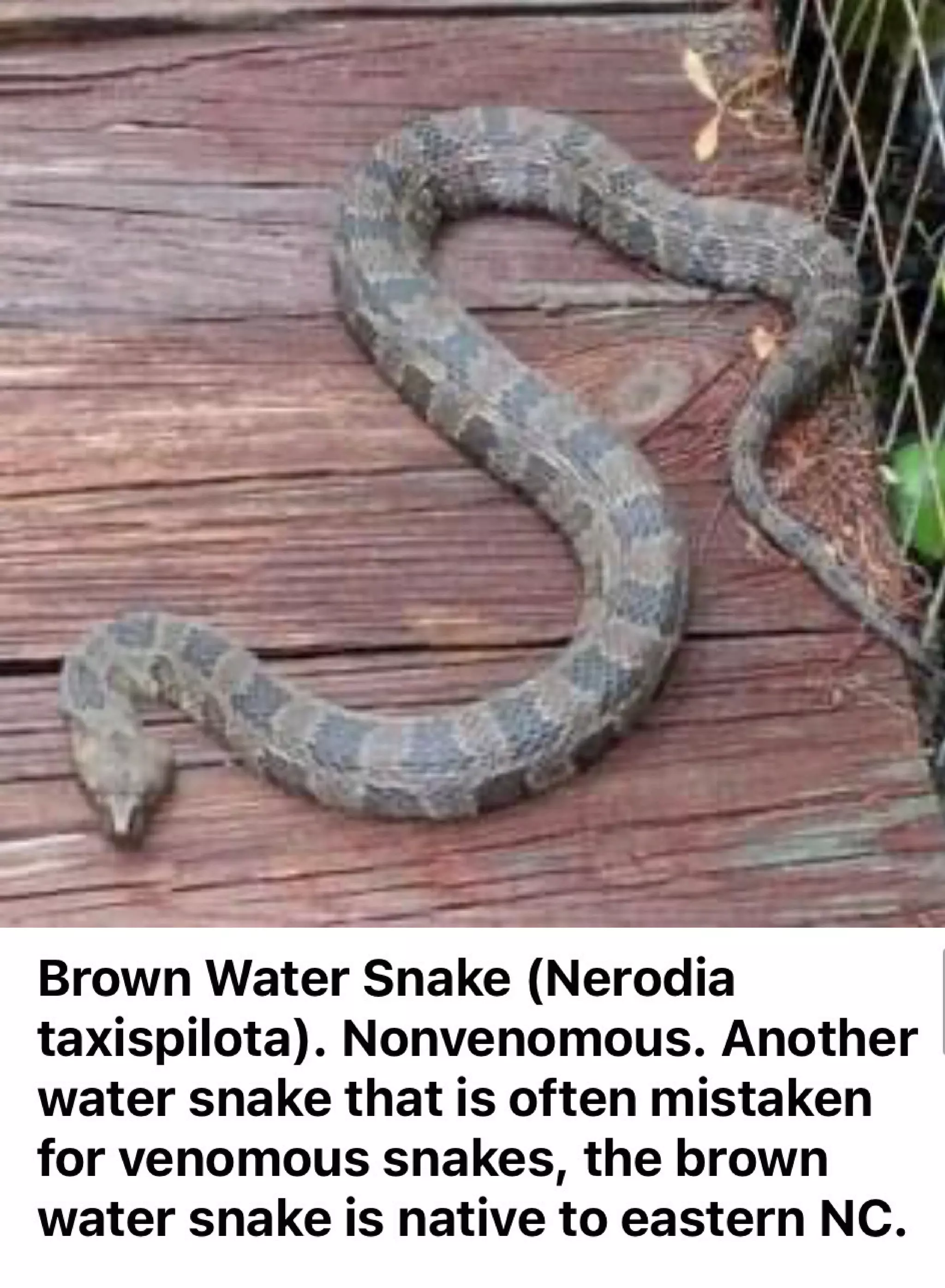 Brown Water Snake | PDF